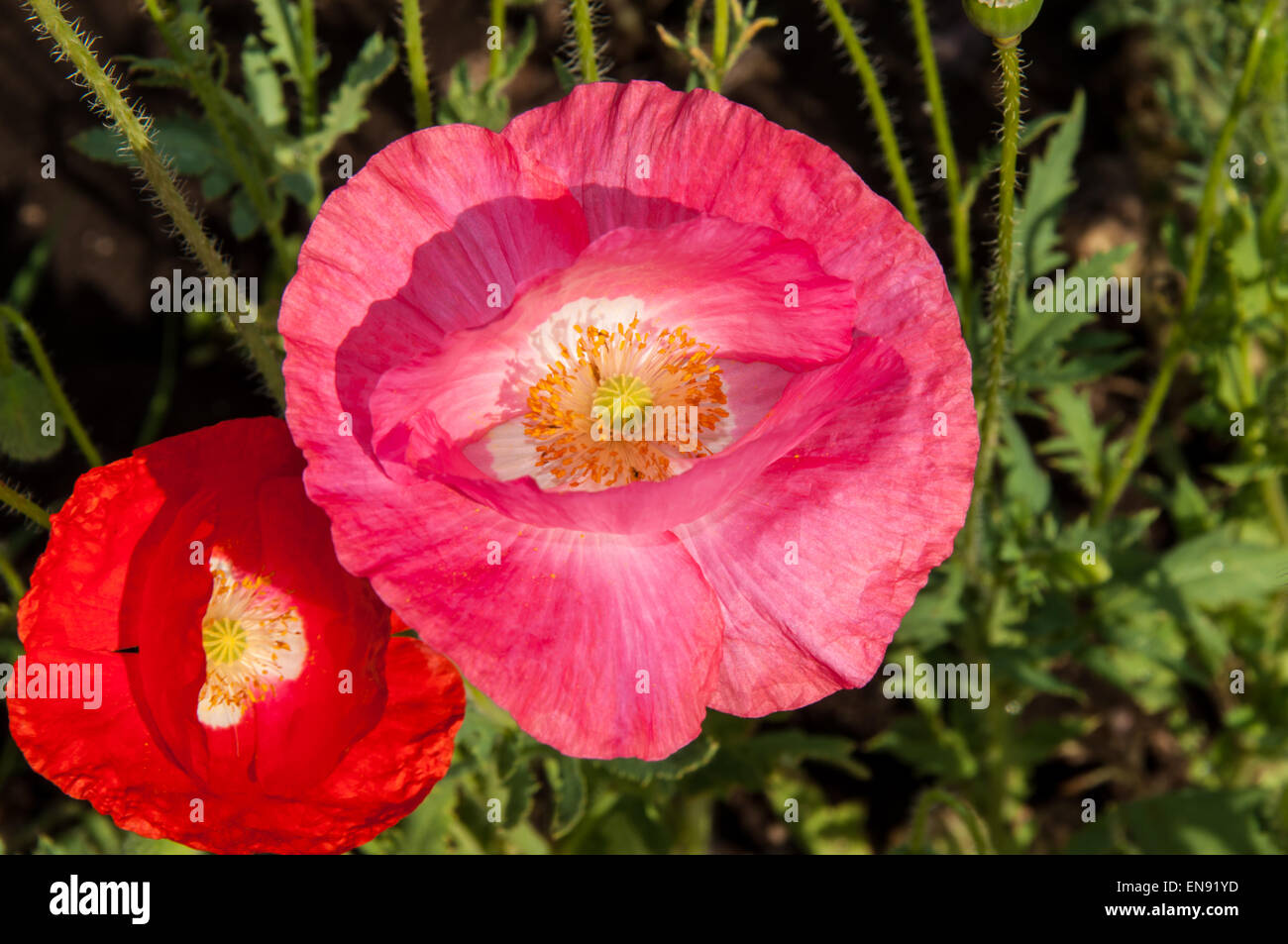 Poppy born herbaceous plants in the family Papaveraceae Stock Photo - Alamy