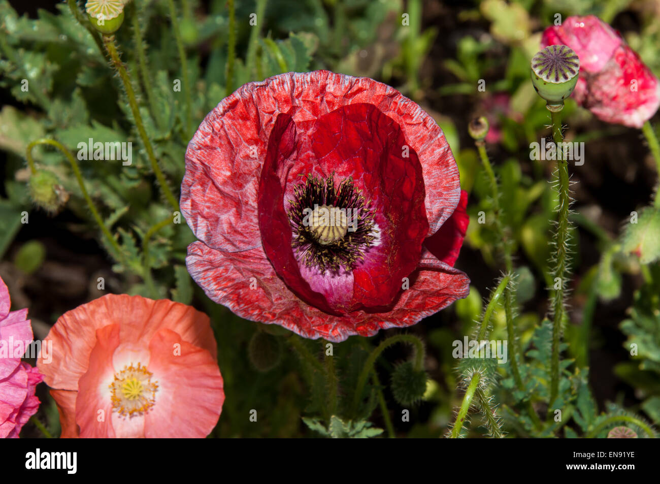 Poppy born herbaceous plants in the family Papaveraceae Stock Photo - Alamy