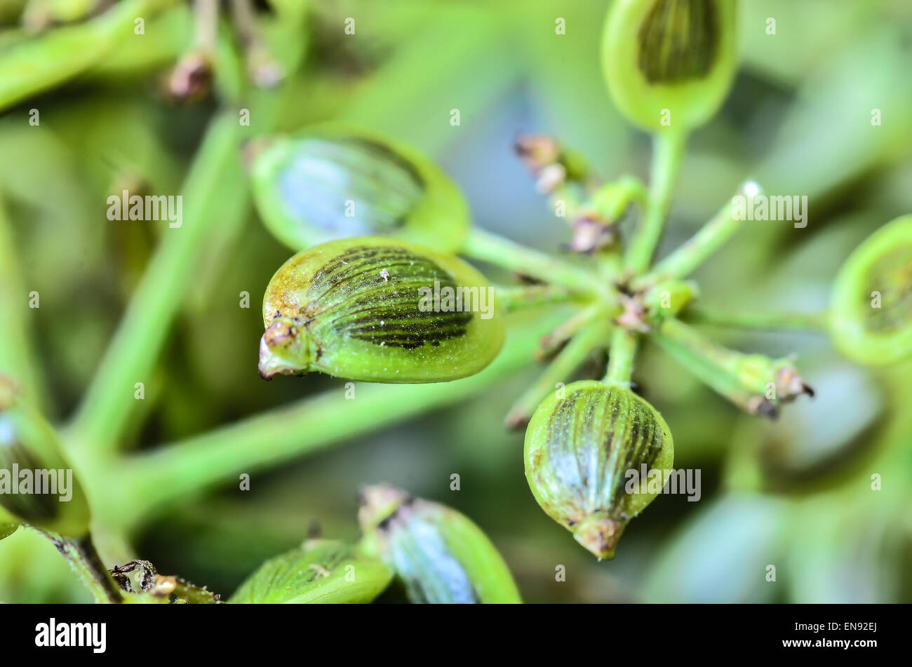 Craib hi-res stock photography and images - Alamy