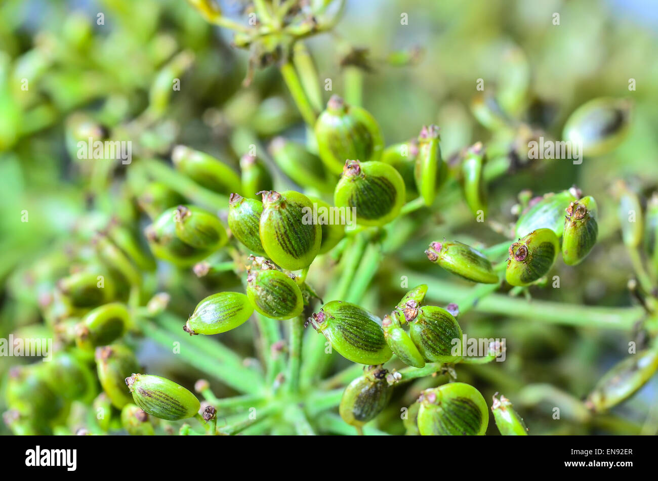 Craib hi-res stock photography and images - Alamy