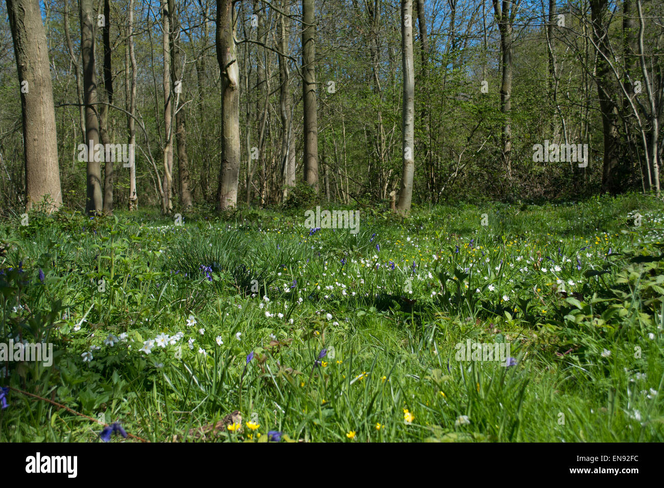 Woodland wildflowers hi-res stock photography and images - Alamy