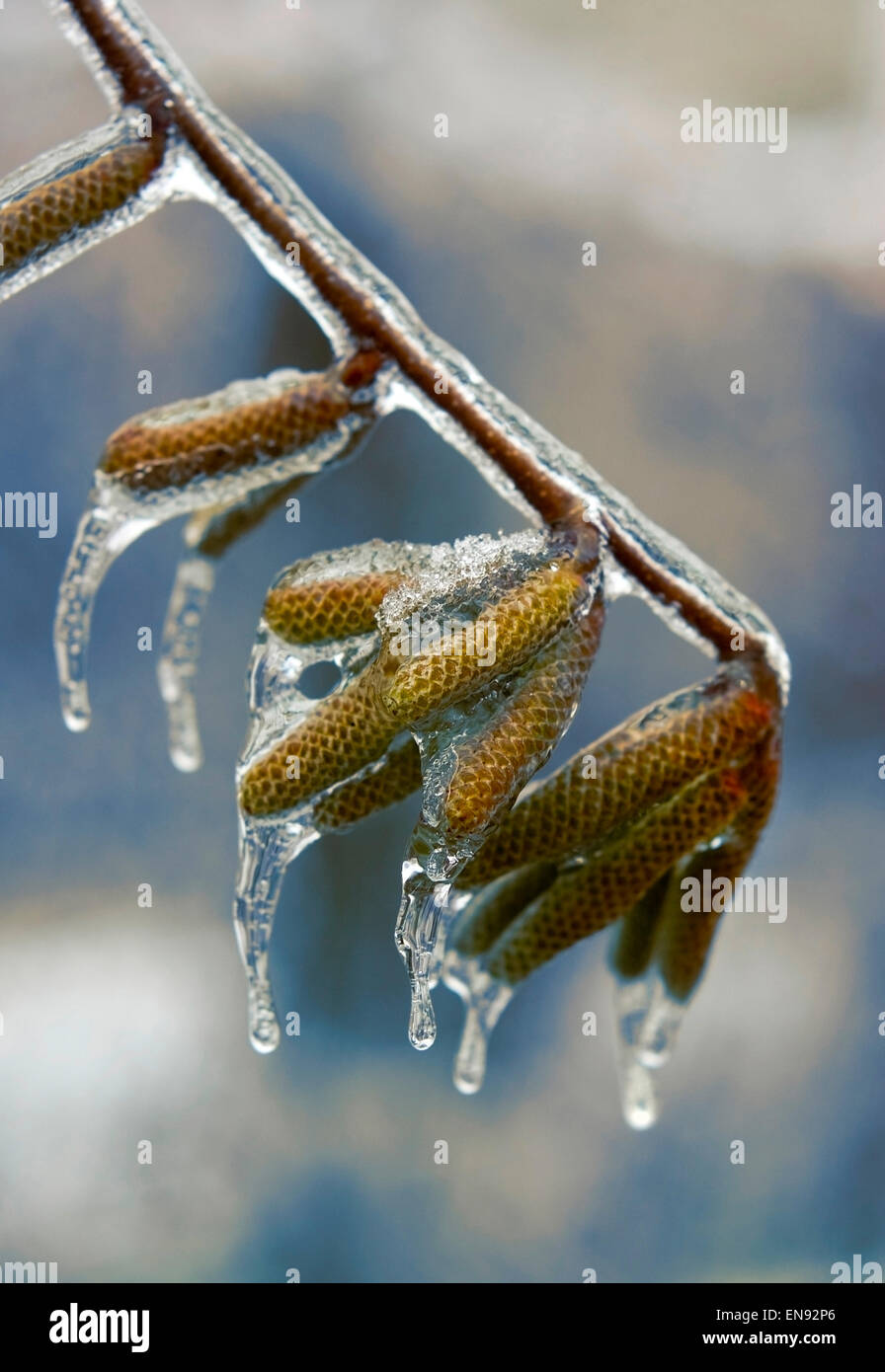 Birch seeds hi-res stock photography and images - Alamy