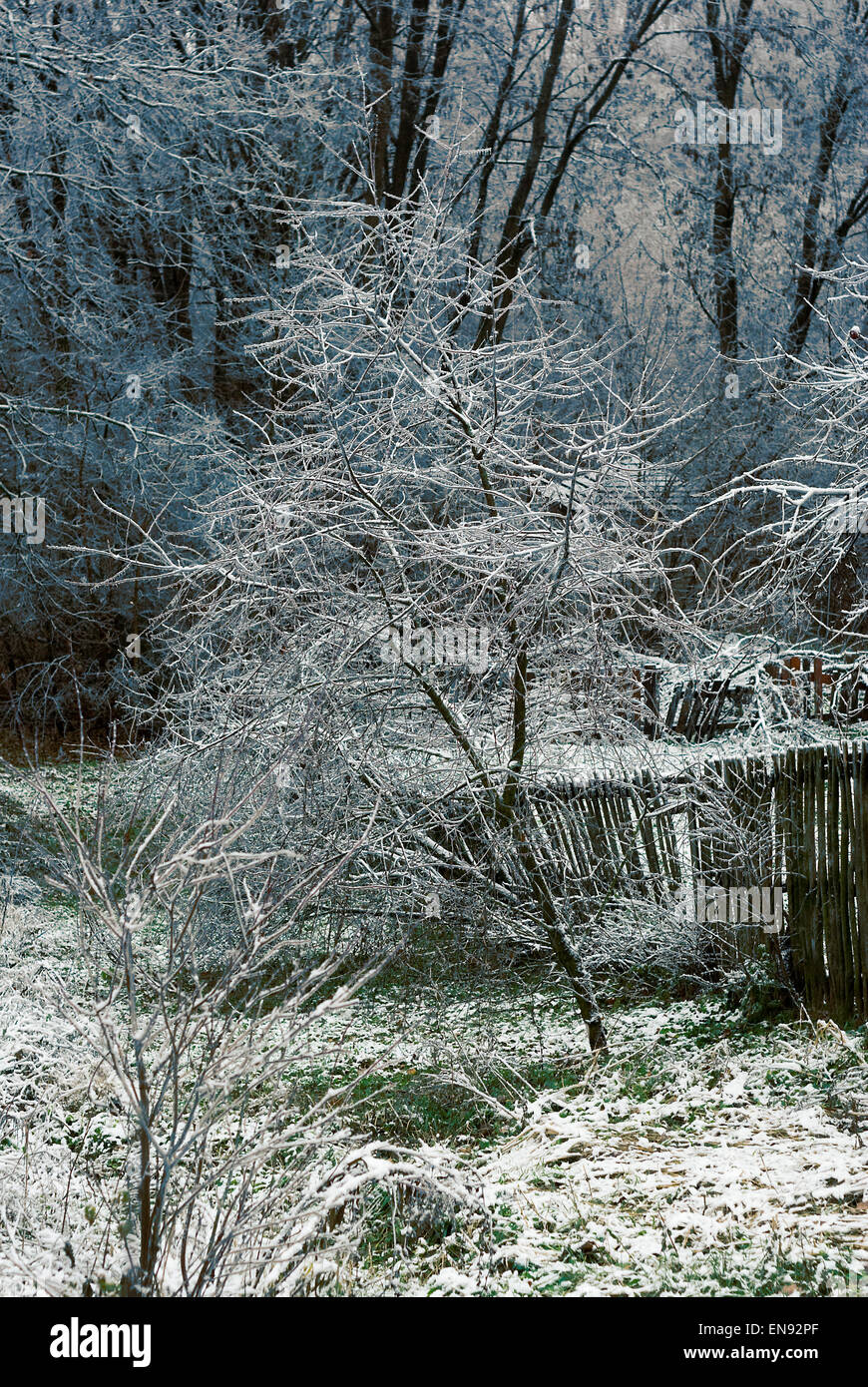 Landscape with trees and fence covered with ice Stock Photo - Alamy