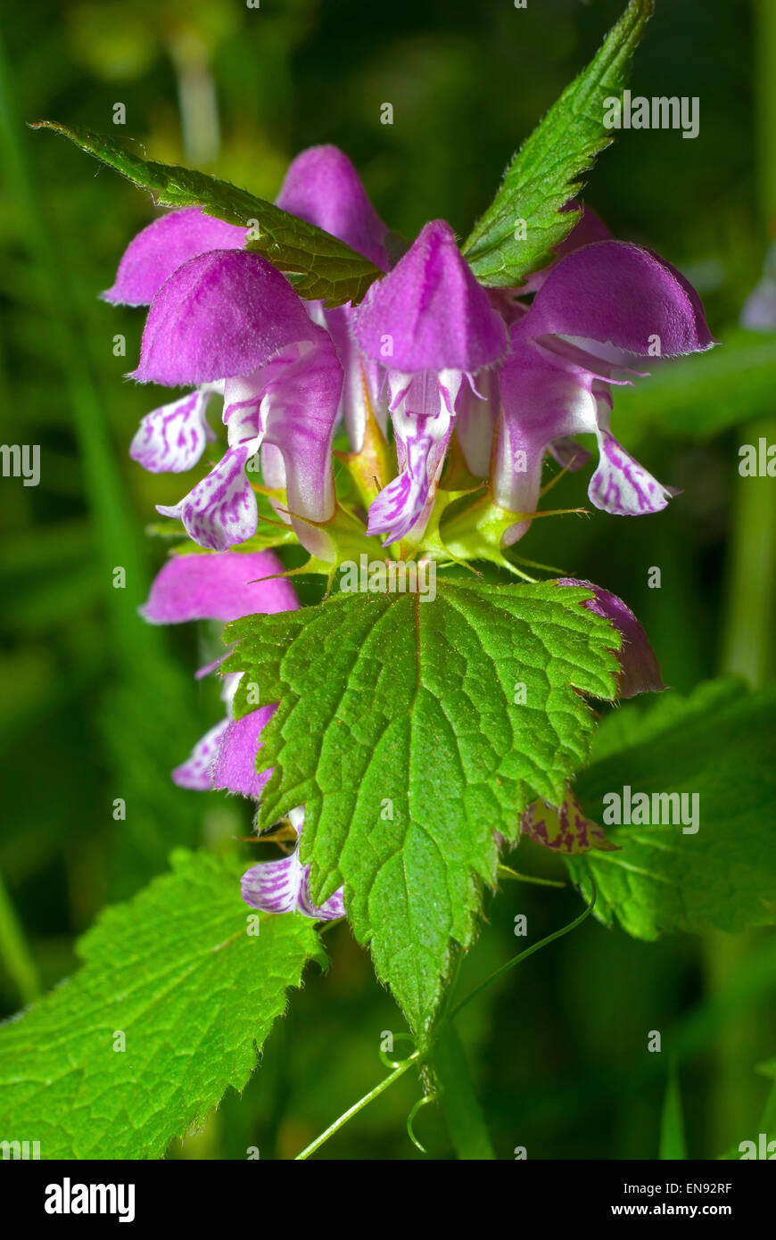 Pink flowers(Lamium maculatum Stock Photo - Alamy