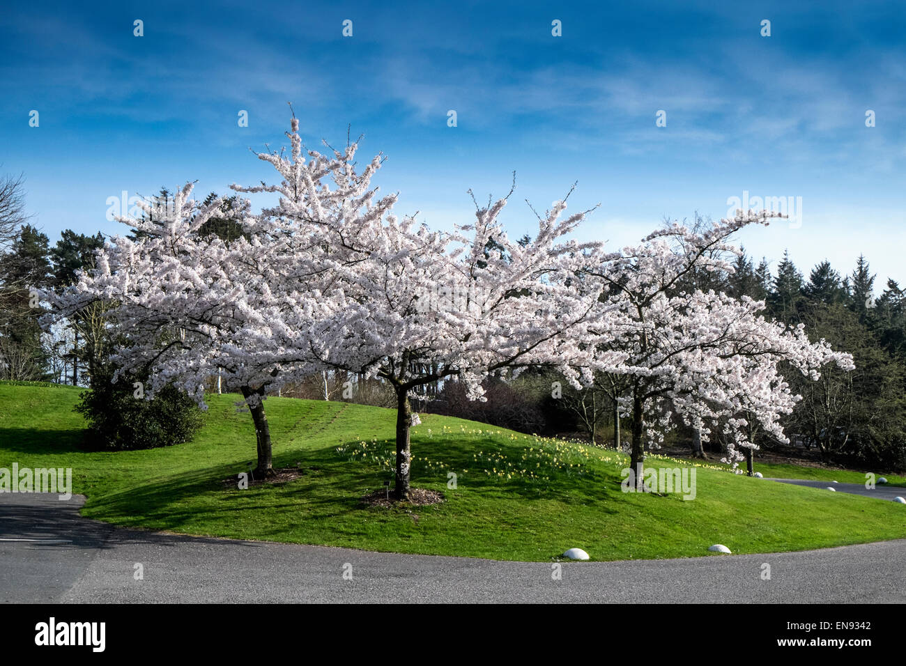 a group of flowering cherry trees Stock Photo - Alamy