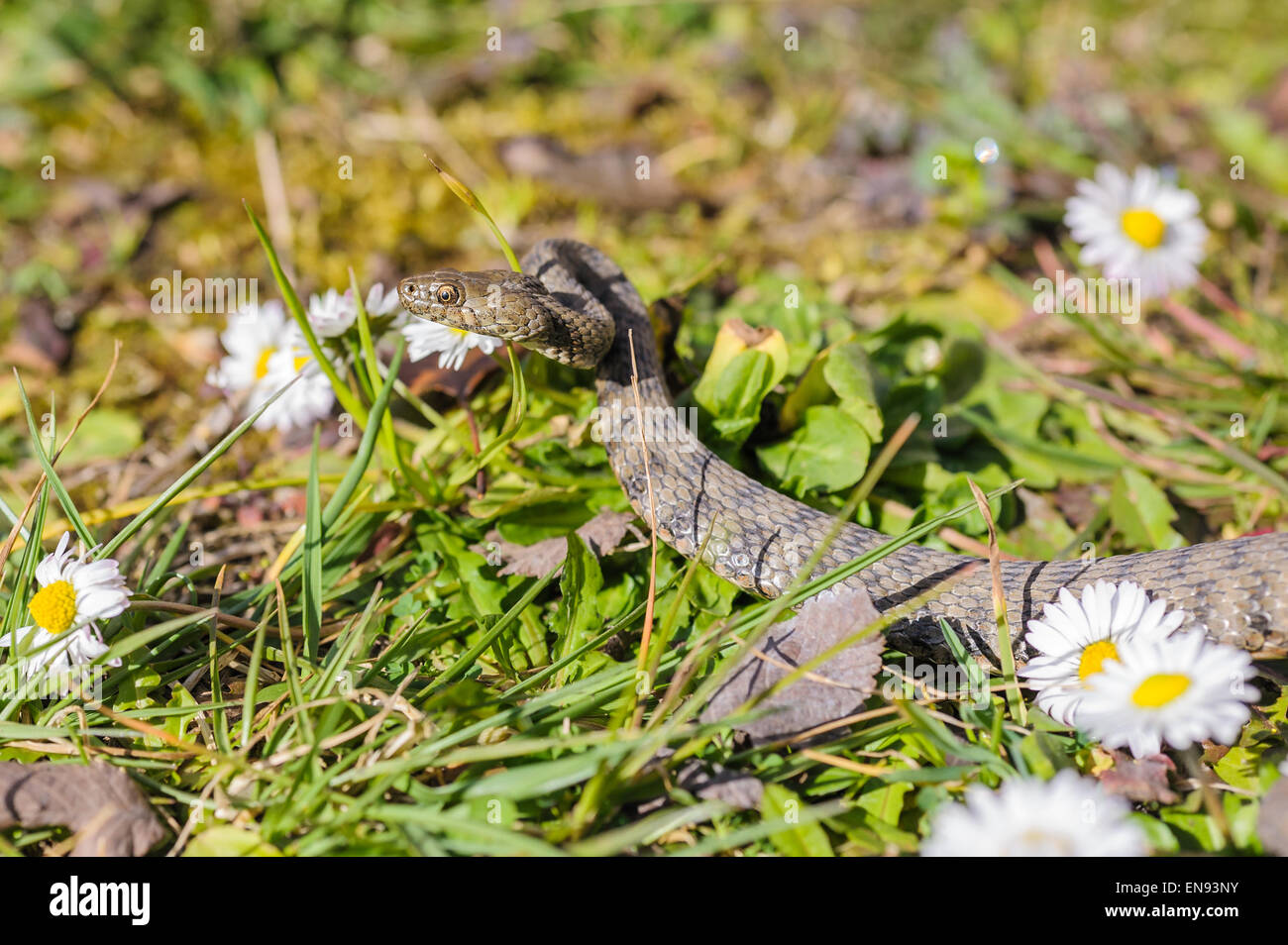 European viper fangs hi-res stock photography and images - Alamy