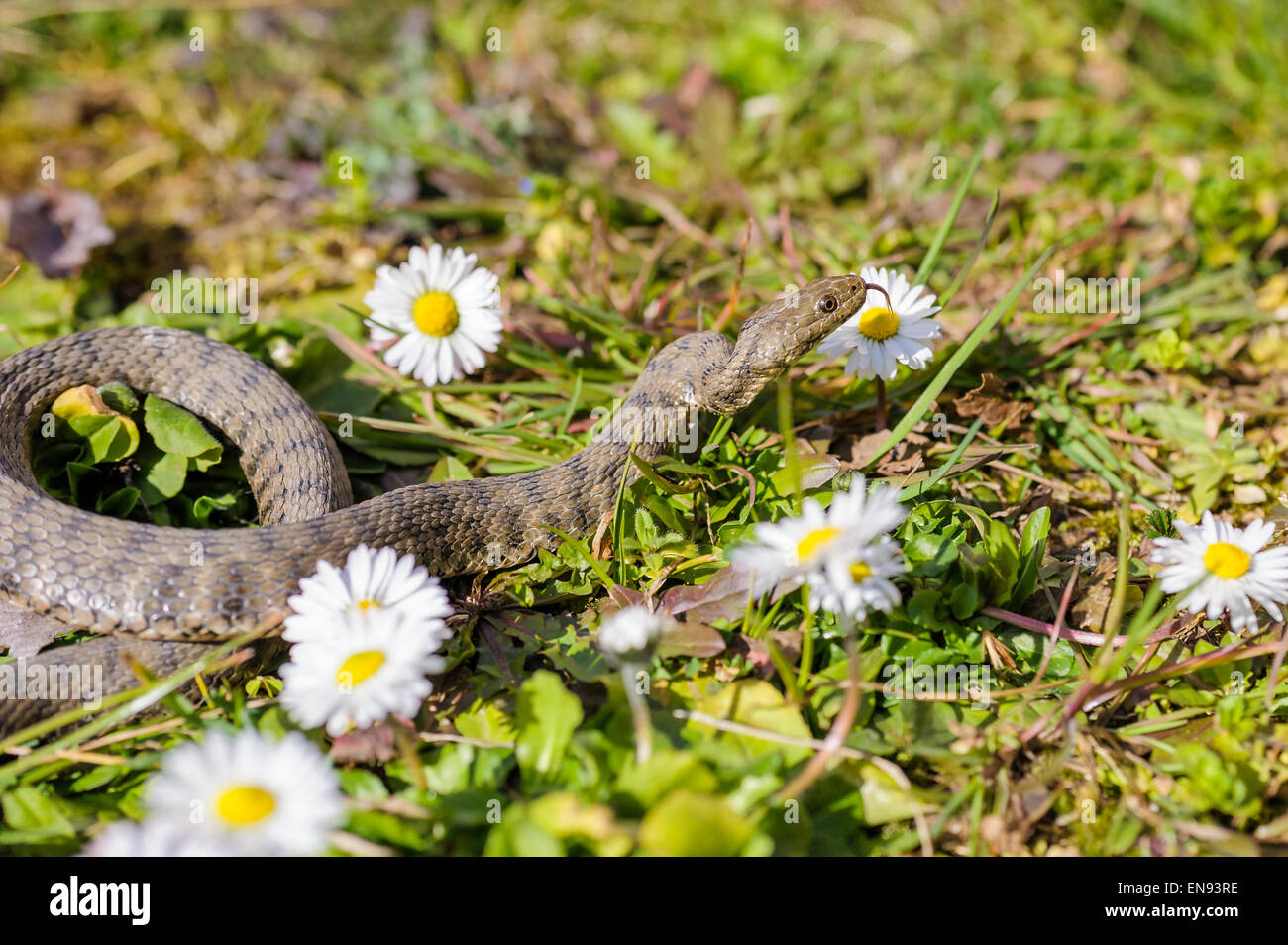 Viper is in the meadow with daisy Stock Photo - Alamy