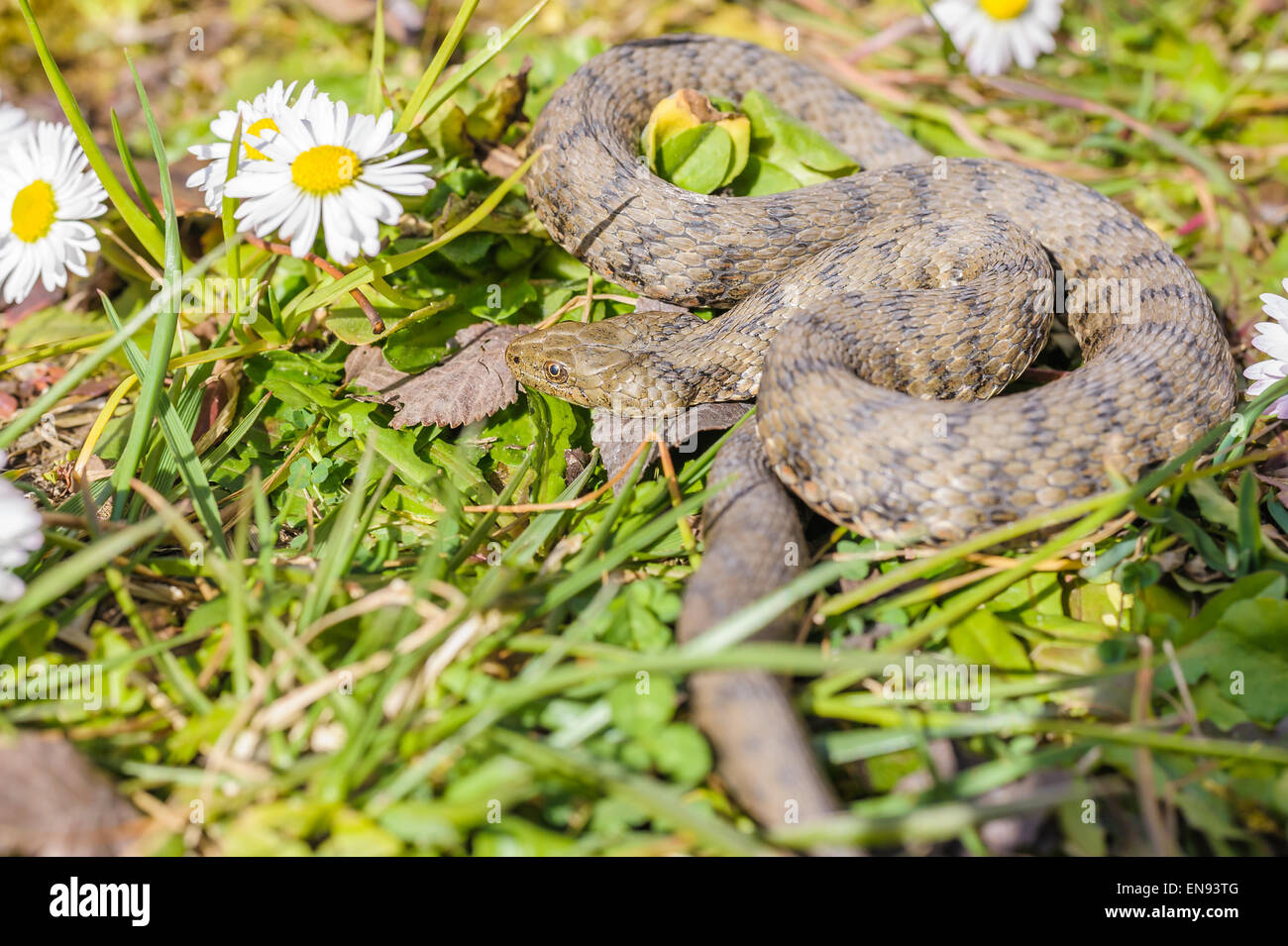 Viper is in the meadow with daisy Stock Photo - Alamy
