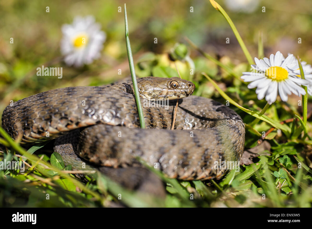 Viper is in the meadow with daisy Stock Photo - Alamy