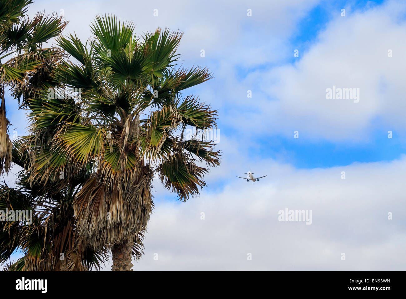 Airplane flight palm tree hi-res stock photography and images - Alamy