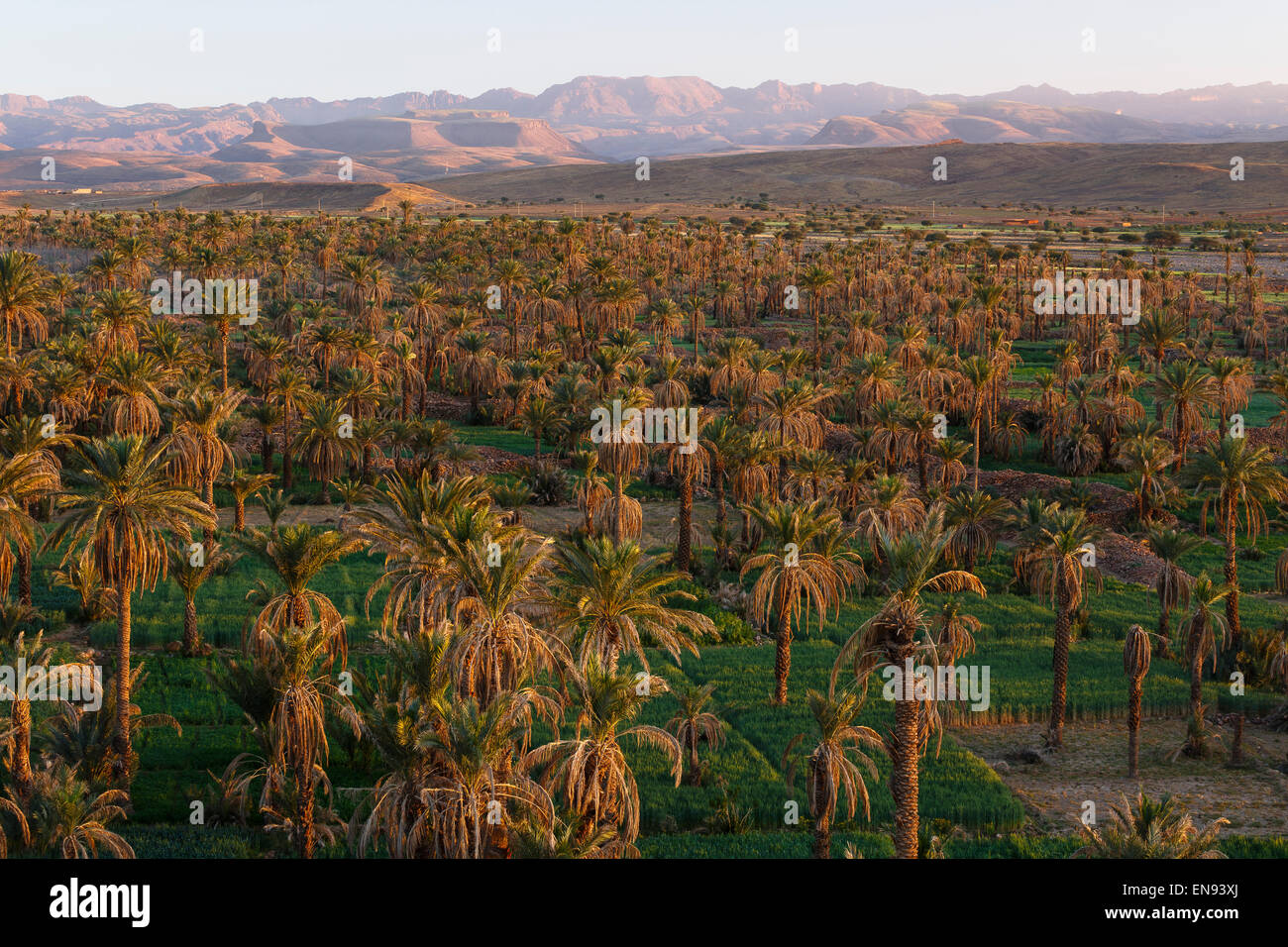 Palm forest. Nkob. Morocco. Africa Stock Photo - Alamy