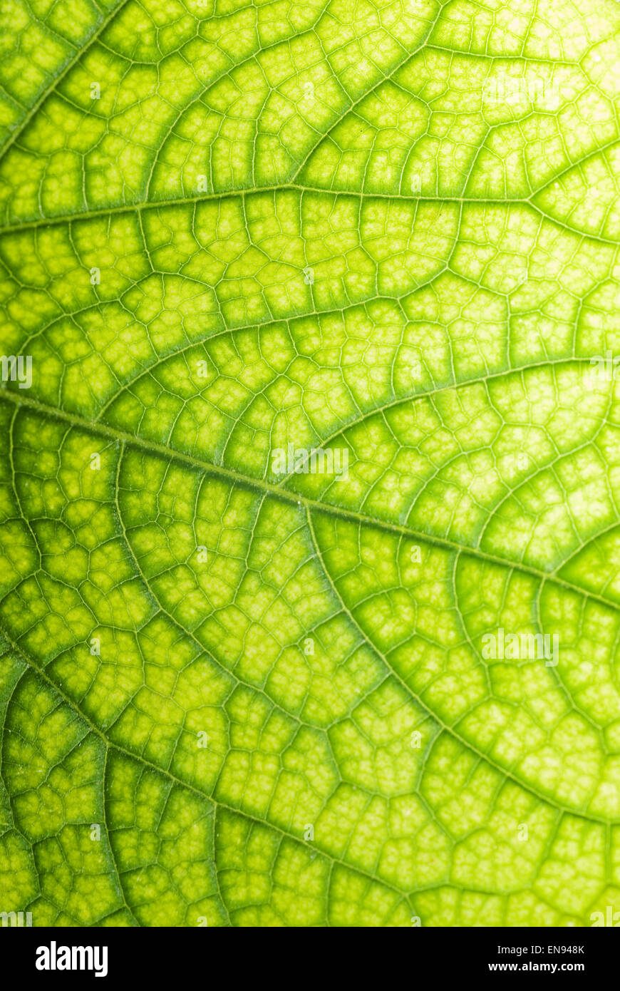 Green leaf texture Stock Photo - Alamy
