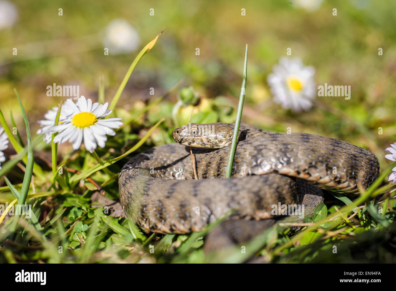 Viper is in the meadow with daisy Stock Photo - Alamy