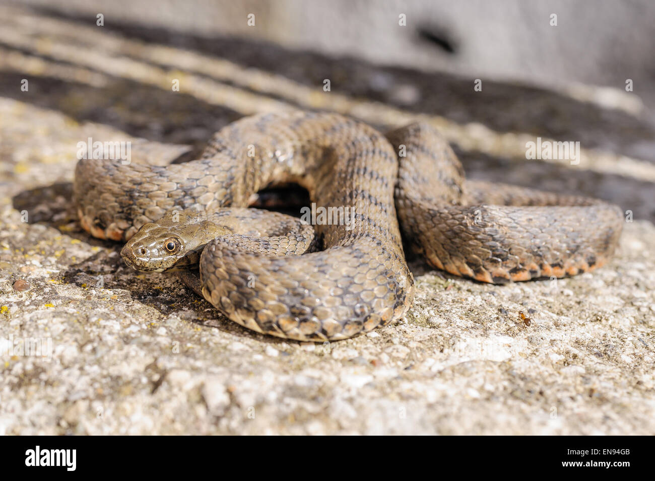 Asp snake hi-res stock photography and images - Alamy
