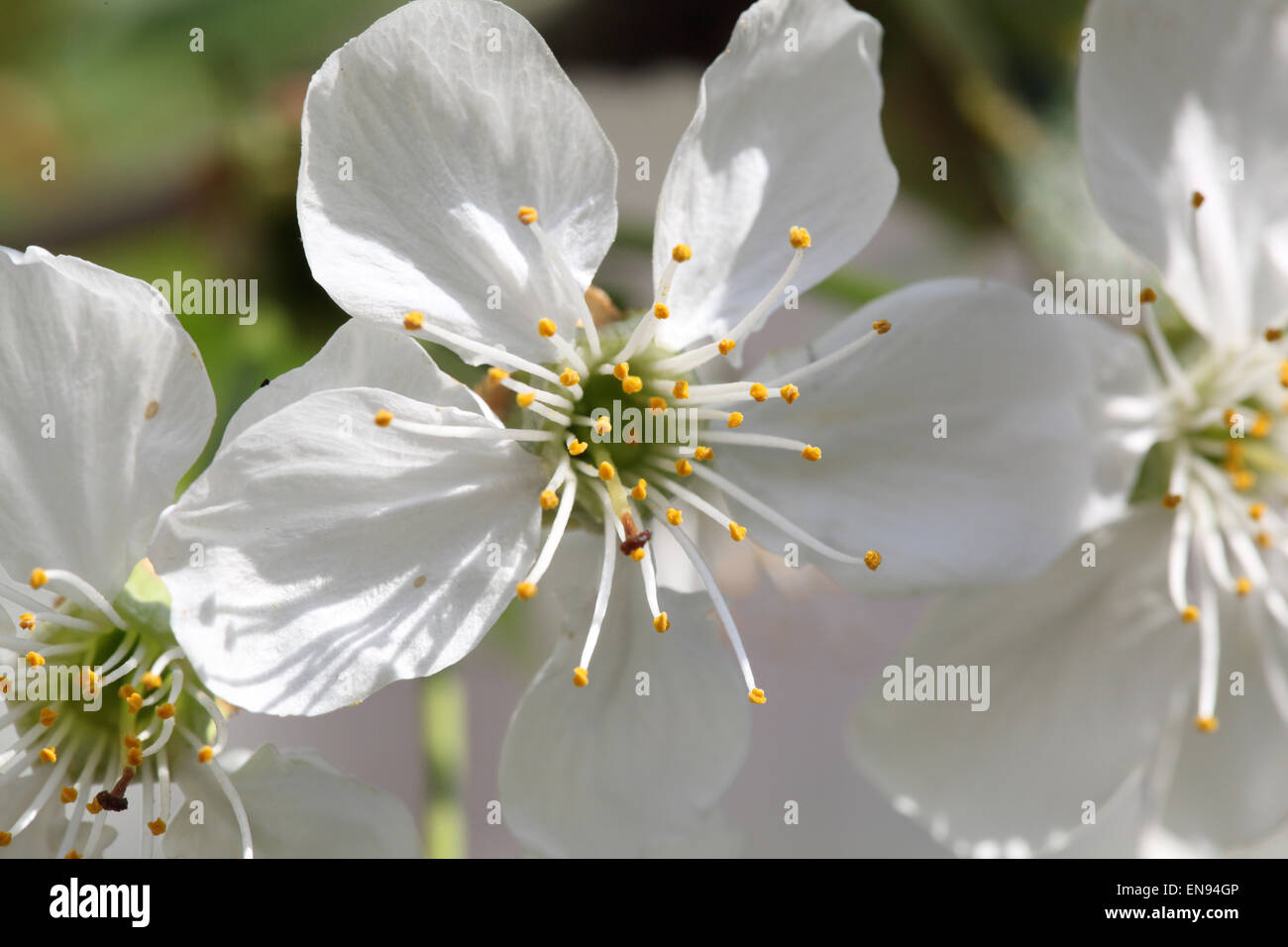 The flower of a cherry tree hi-res stock photography and images - Alamy