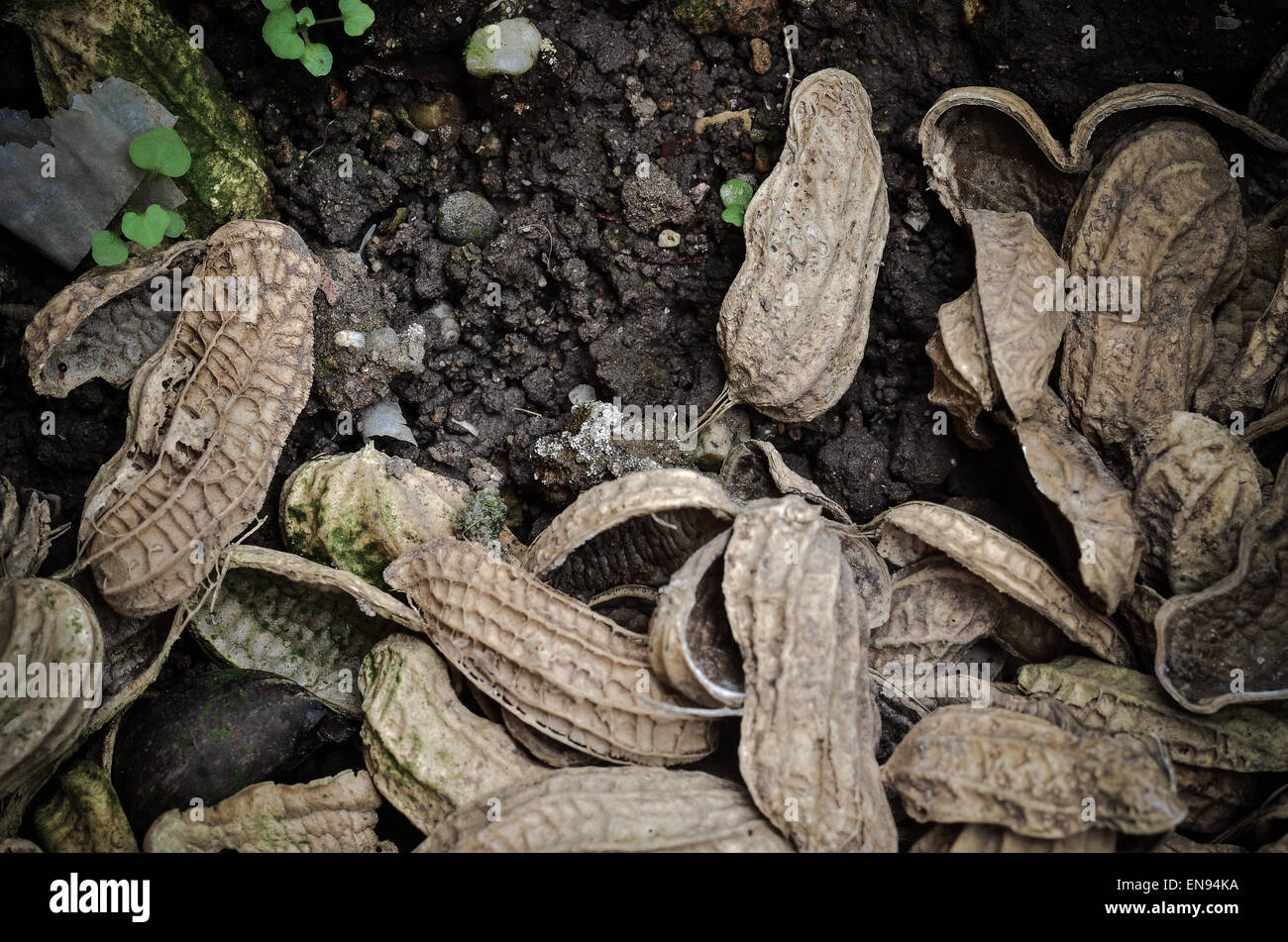 Peanuts collection hi-res stock photography and images - Alamy