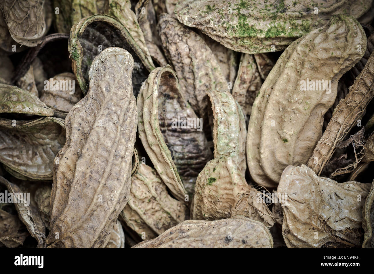 Peanuts with peel hi-res stock photography and images - Alamy