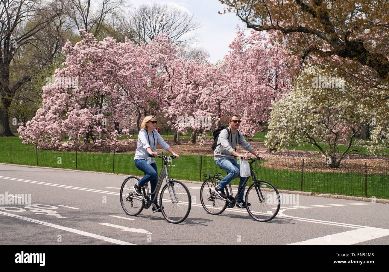 Couple cycling past spring blossom in Central Park, NYC, USA Stock ...