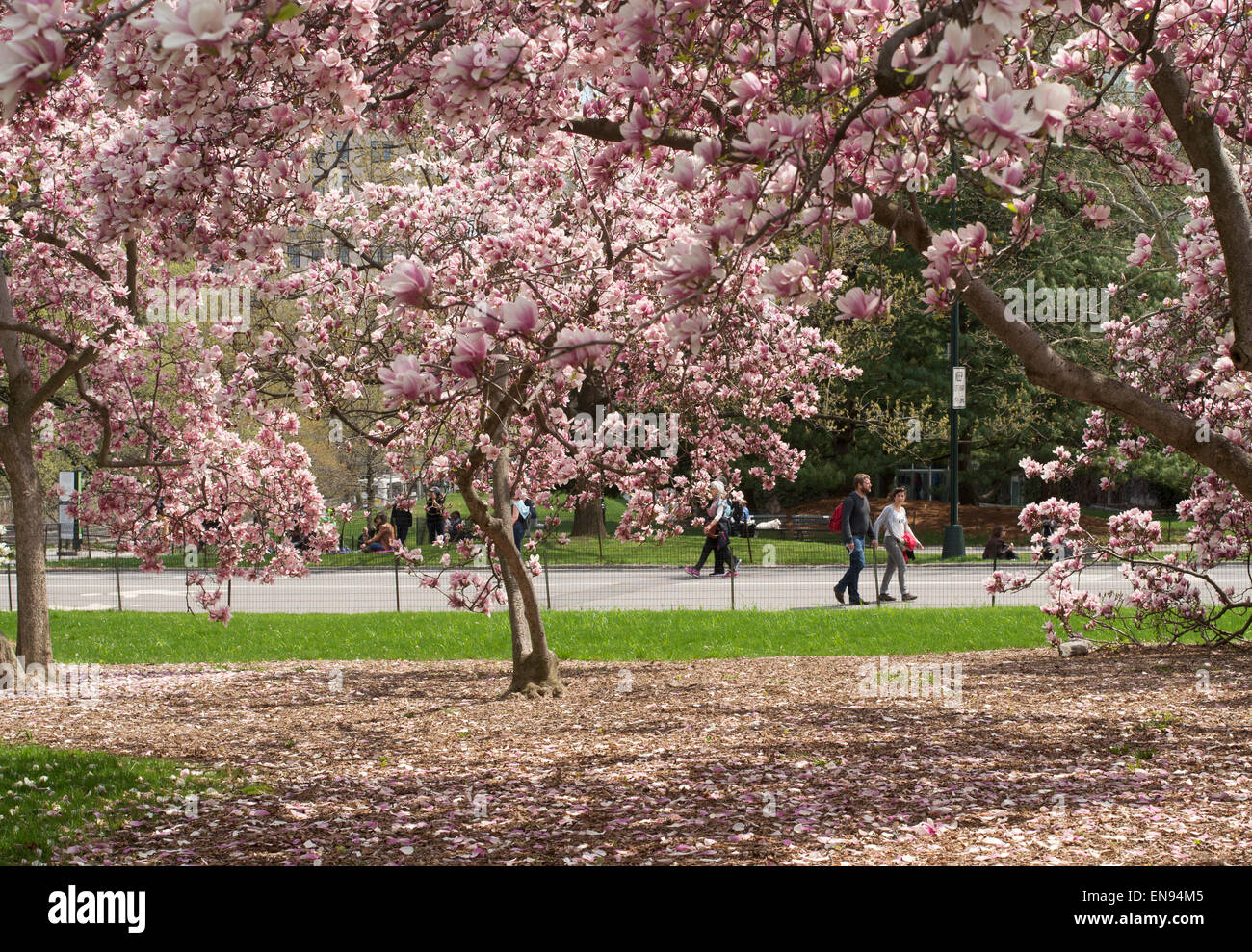 Central park trees and flowers hi-res stock photography and images - Alamy