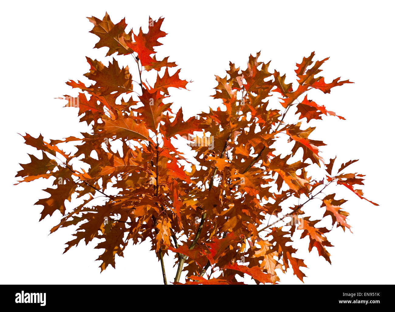 Branch red oak(Quercus rubra) with autumn leaves. white background ...