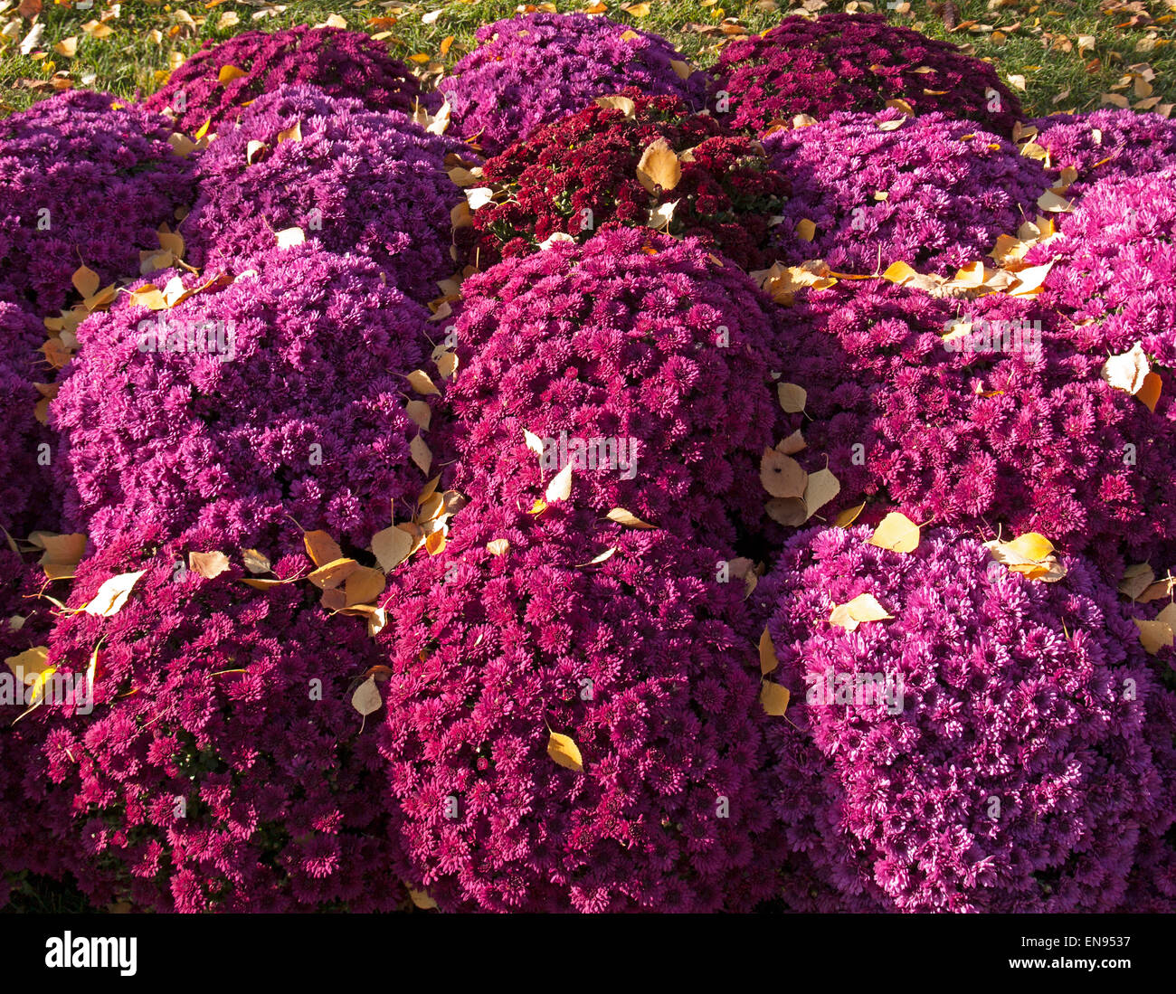 Flower beds with flowers dark red asters(Callistephus chinensis ...