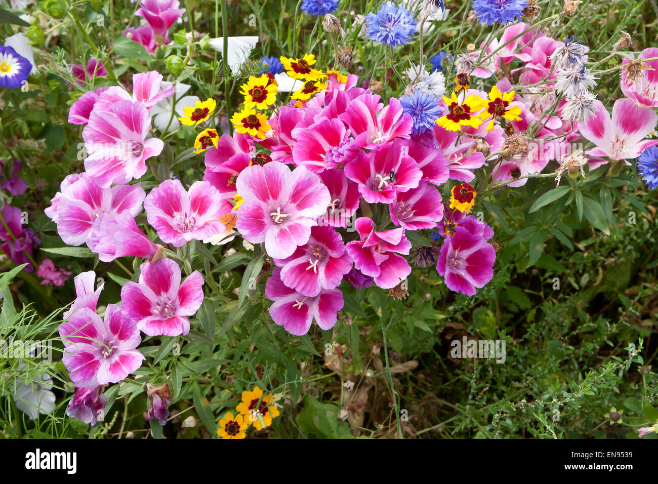 Section of wild flower meadow in bloom Stock Photo - Alamy