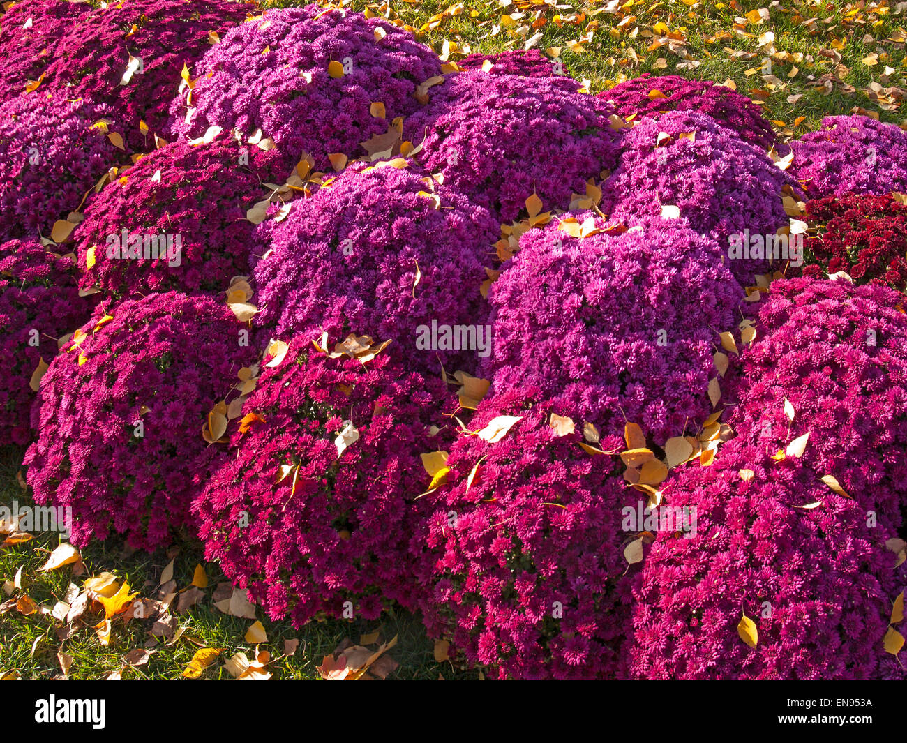 Flowers for flower beds hi-res stock photography and images - Alamy
