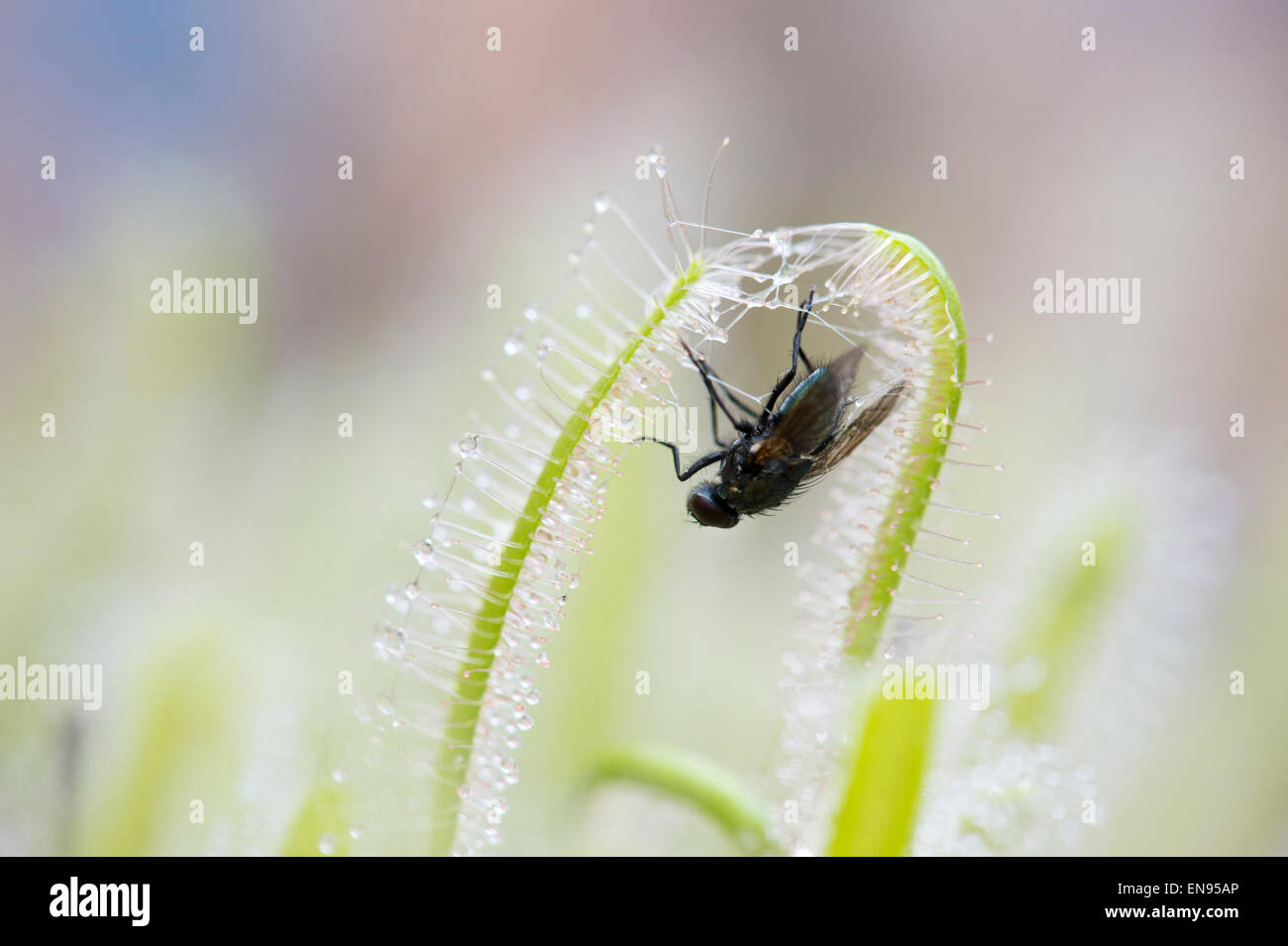 Drosera Capensis Albino. Fly trapped in Cape sundew sticky tentacles on ...