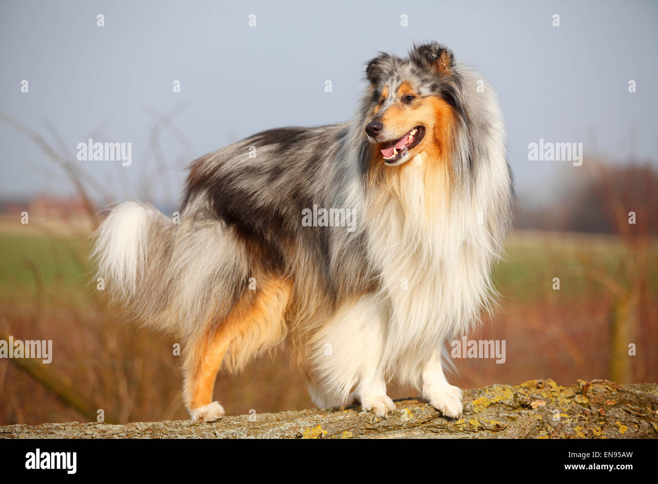 Rough Collie, male dog, blue-merle, 4 years|Schottischer Schaeferhund ...
