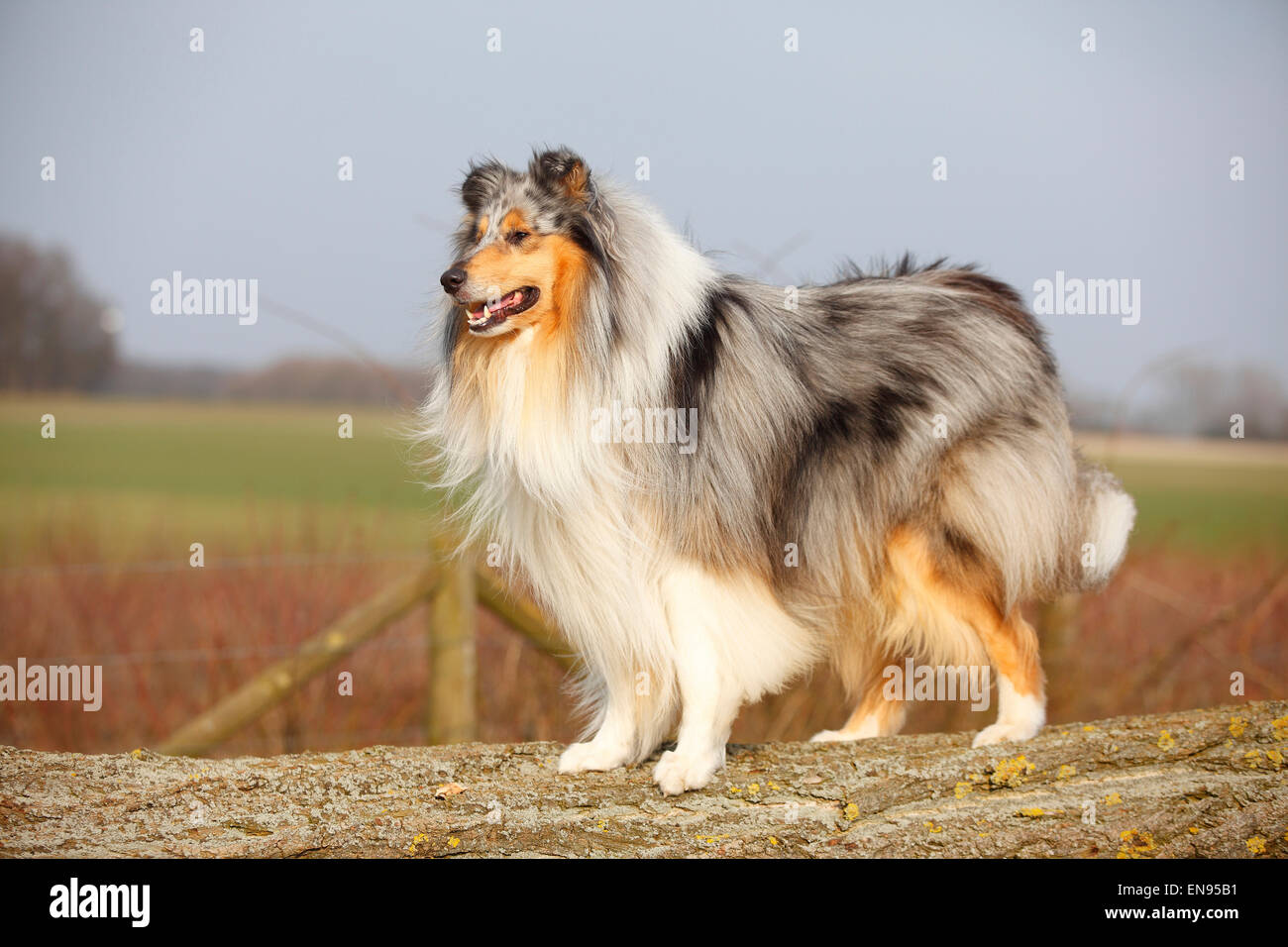 Rough Collie, male dog, blue-merle, 4 years|Schottischer Schaeferhund ...