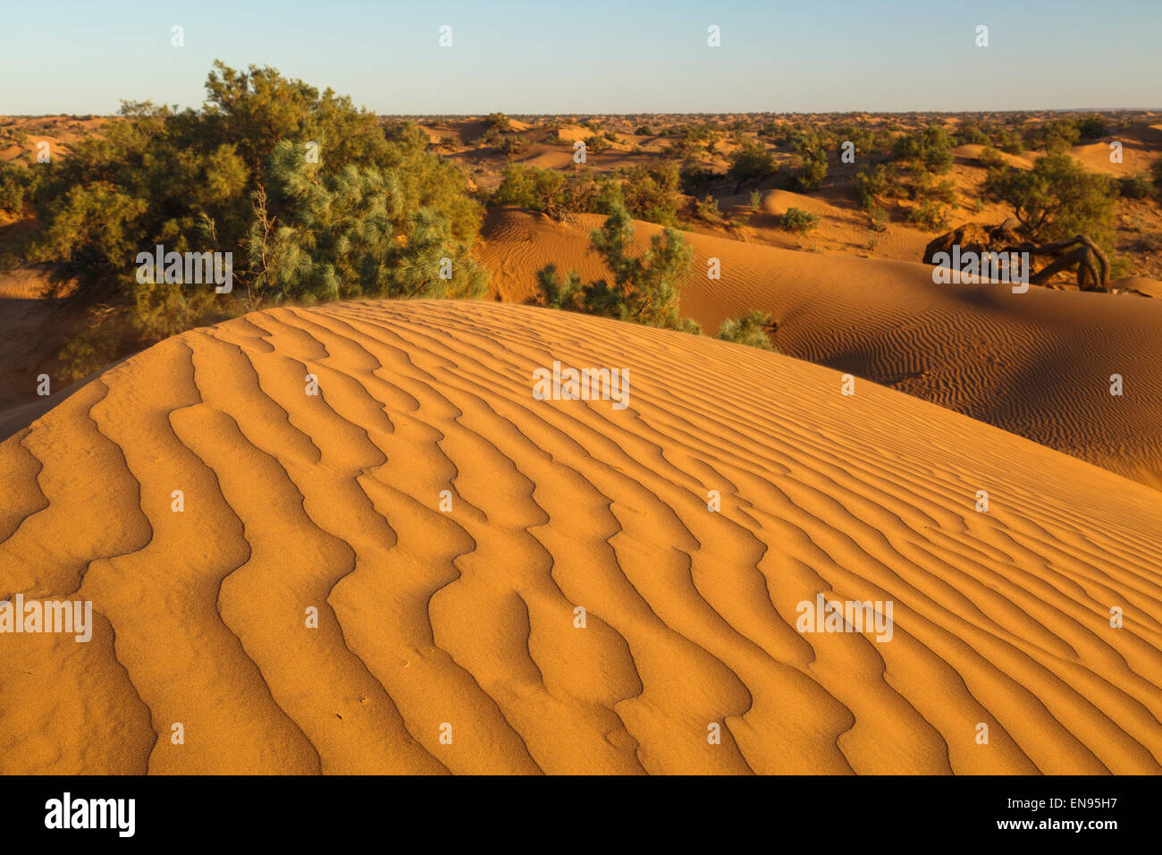 Tamarisk tree hi-res stock photography and images - Alamy