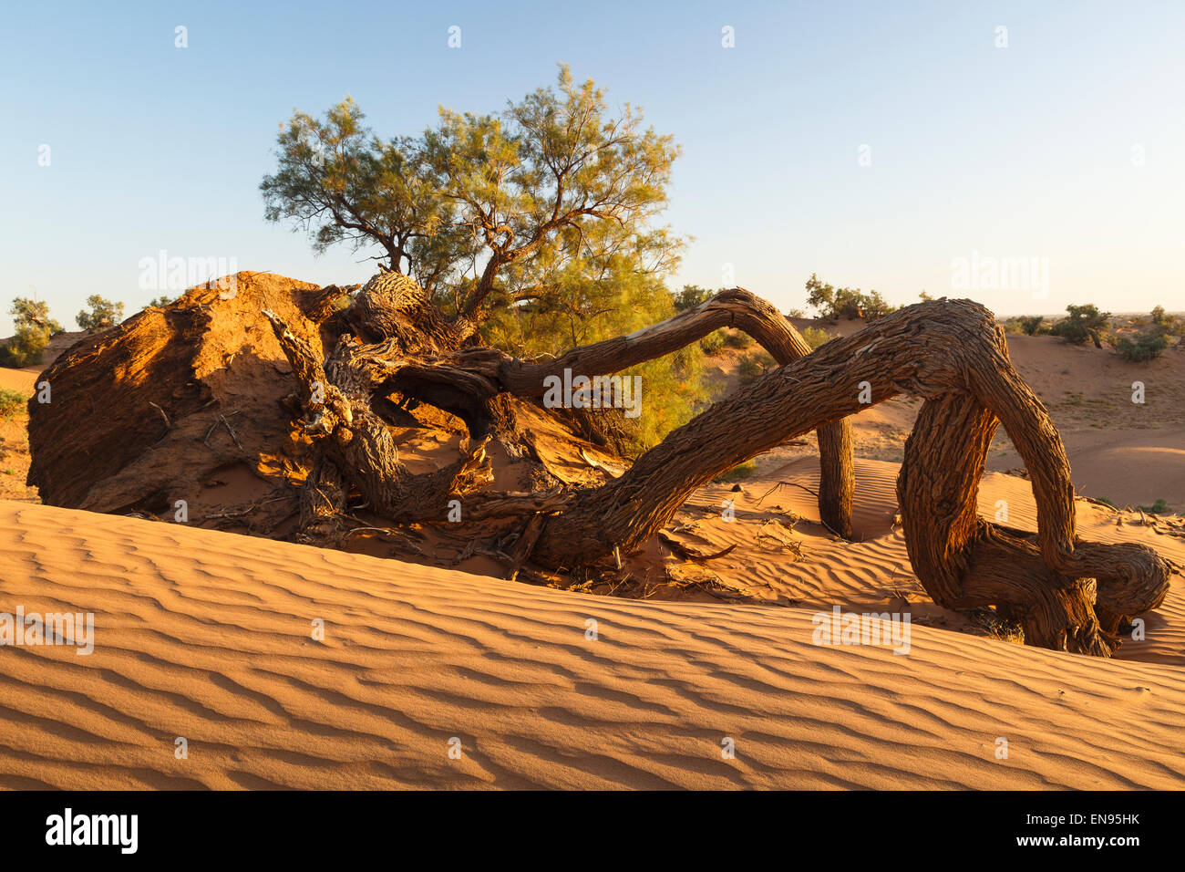 Tamarisk tree hi-res stock photography and images - Alamy