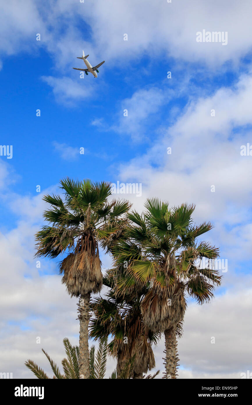 Airplane flight palm tree hi-res stock photography and images - Alamy