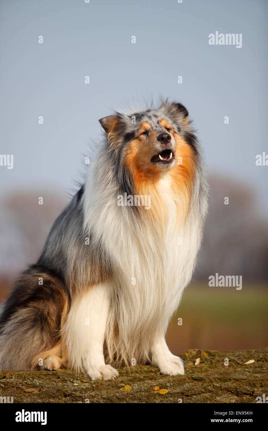 Rough Collie, male dog, blue-merle, 4 years|Schottischer Schaeferhund ...