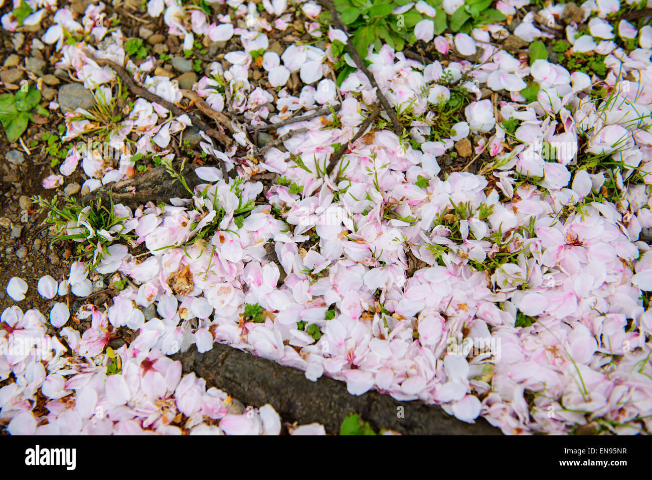 Cherry blossom petals falling hi-res stock photography and images - Alamy