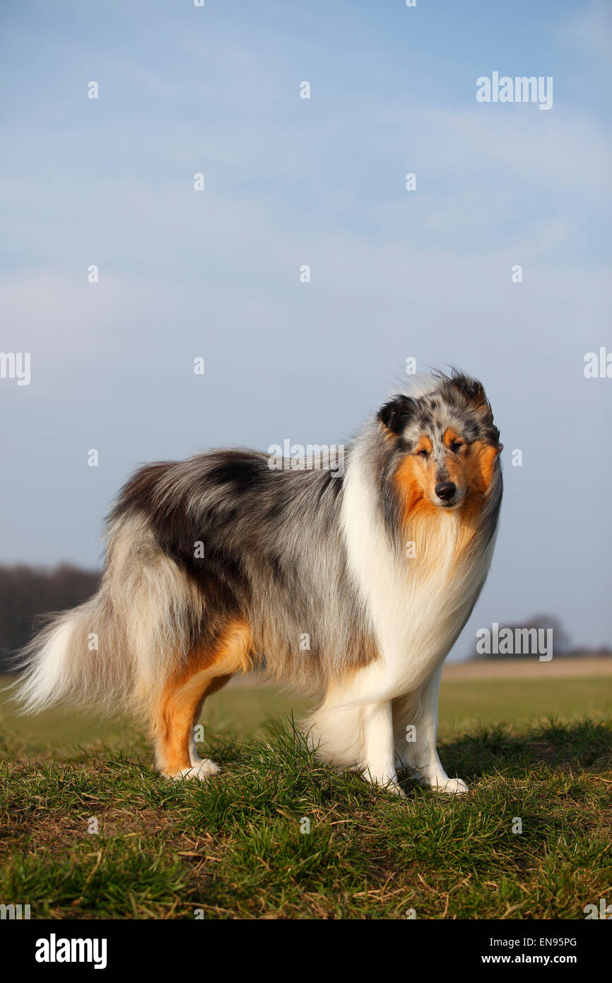 Rough Collie, male dog, blue-merle, 4 years|Schottischer Schaeferhund ...