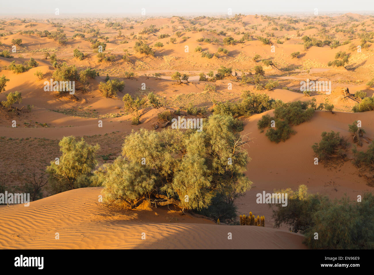 Tamarisk Desert High Resolution Stock Photography and Images - Alamy