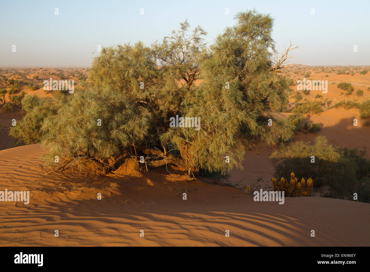 Tamarisk Desert High Resolution Stock Photography and Images - Alamy