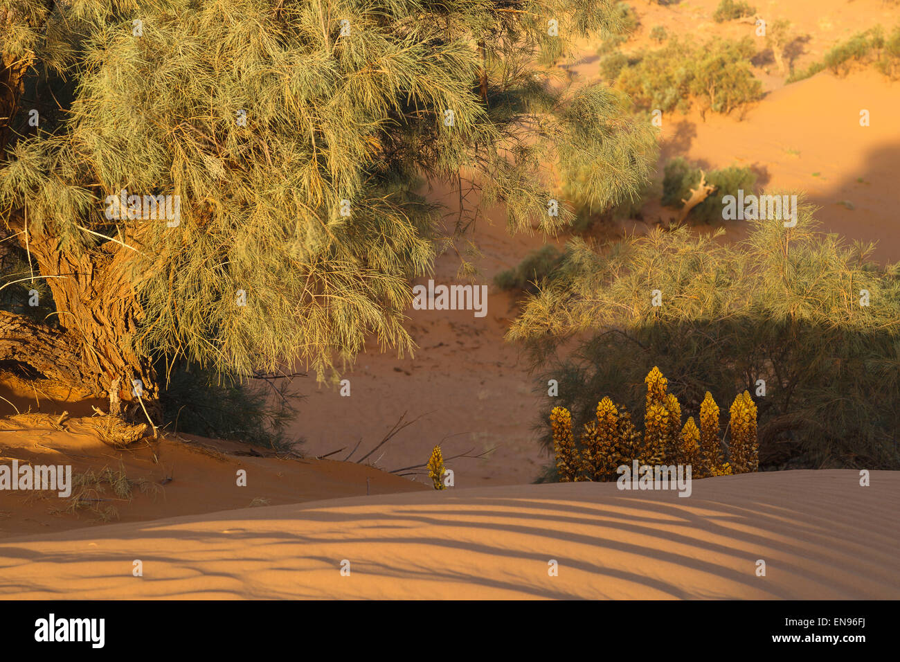 Tamarisk sahara desert hi-res stock photography and images - Alamy