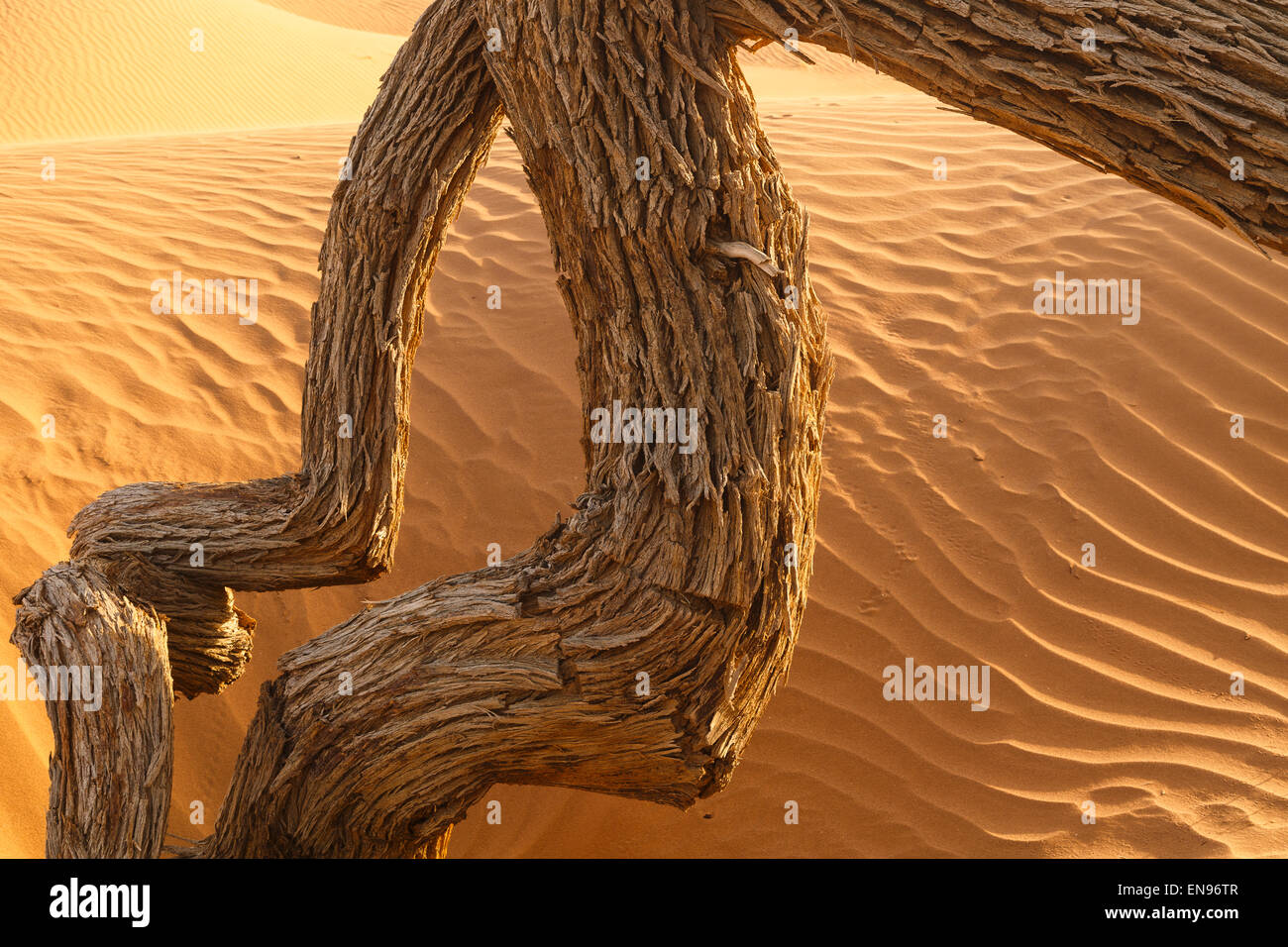 Tamarisk sahara desert hi-res stock photography and images - Alamy