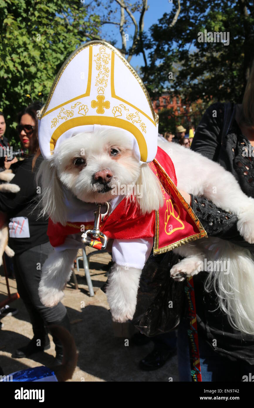 Dog parade hi-res stock photography and images - Alamy