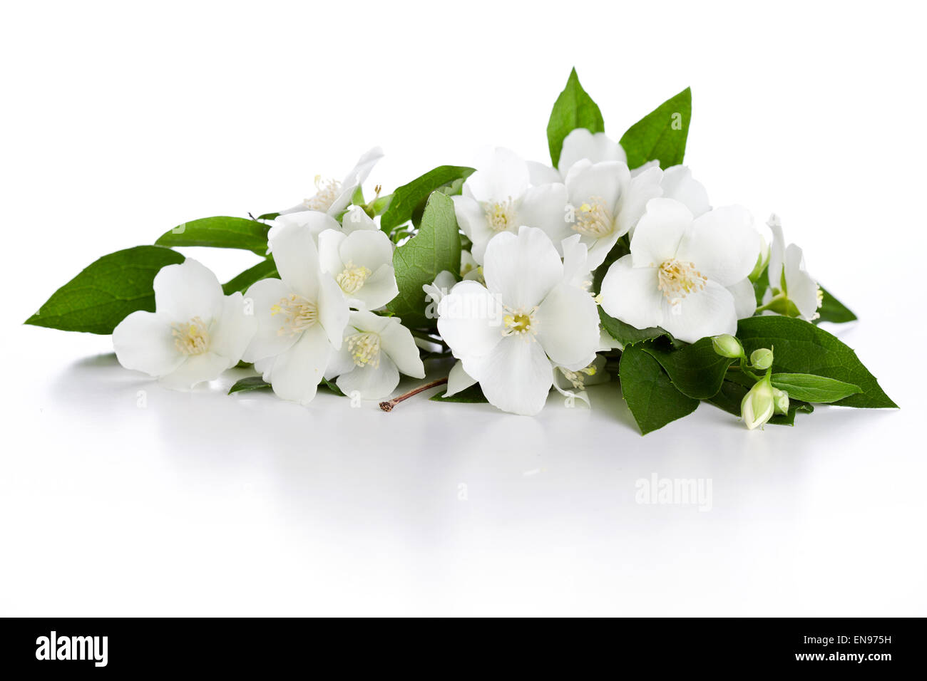 Close up of a bouquet of jasmine Stock Photo - Alamy