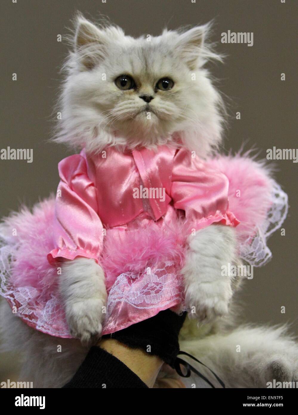 Cats take part in the two day CFA Cat Show Bulgaria. Cats owners from ...