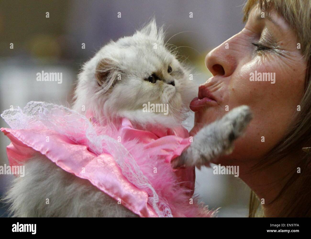 Cats take part in the two day CFA Cat Show Bulgaria. Cats owners from ...