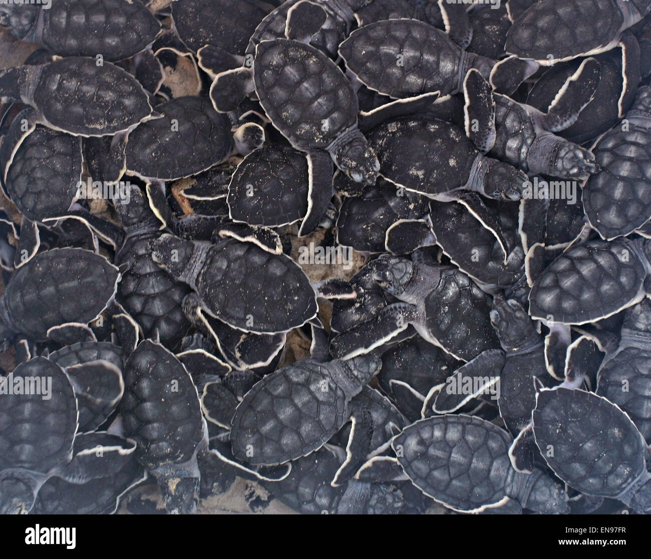 Kemp's Ridley sea turtle hatchlings head to the Gulf of Mexico on Padre ...