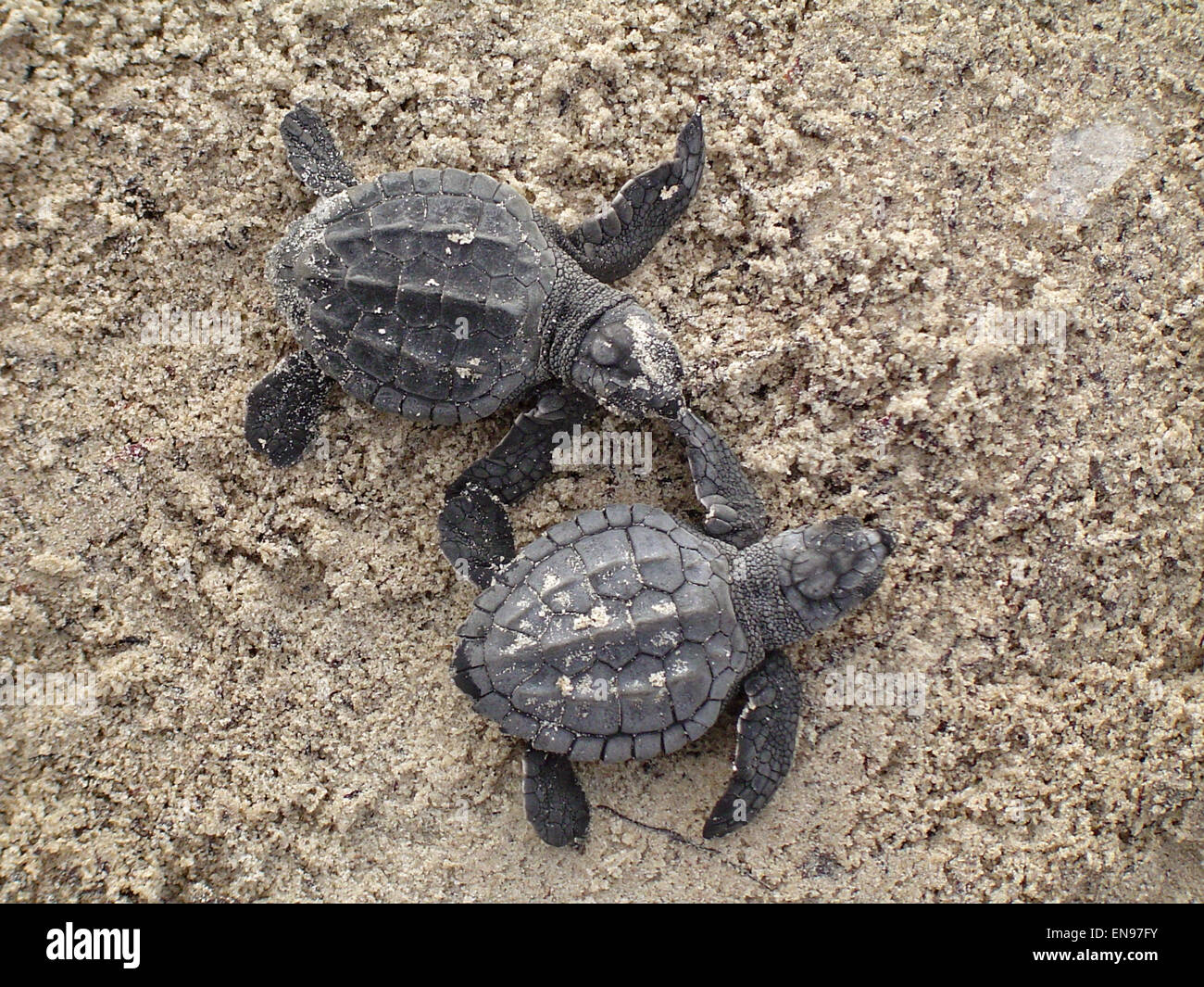 Kemp's ridley sea turtles eggs hi-res stock photography and images - Alamy