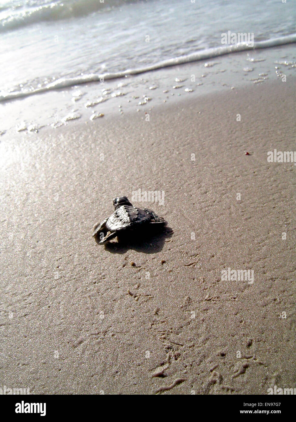 A Kemp's Ridley sea turtle hatchling heads to the Gulf of Mexico on ...