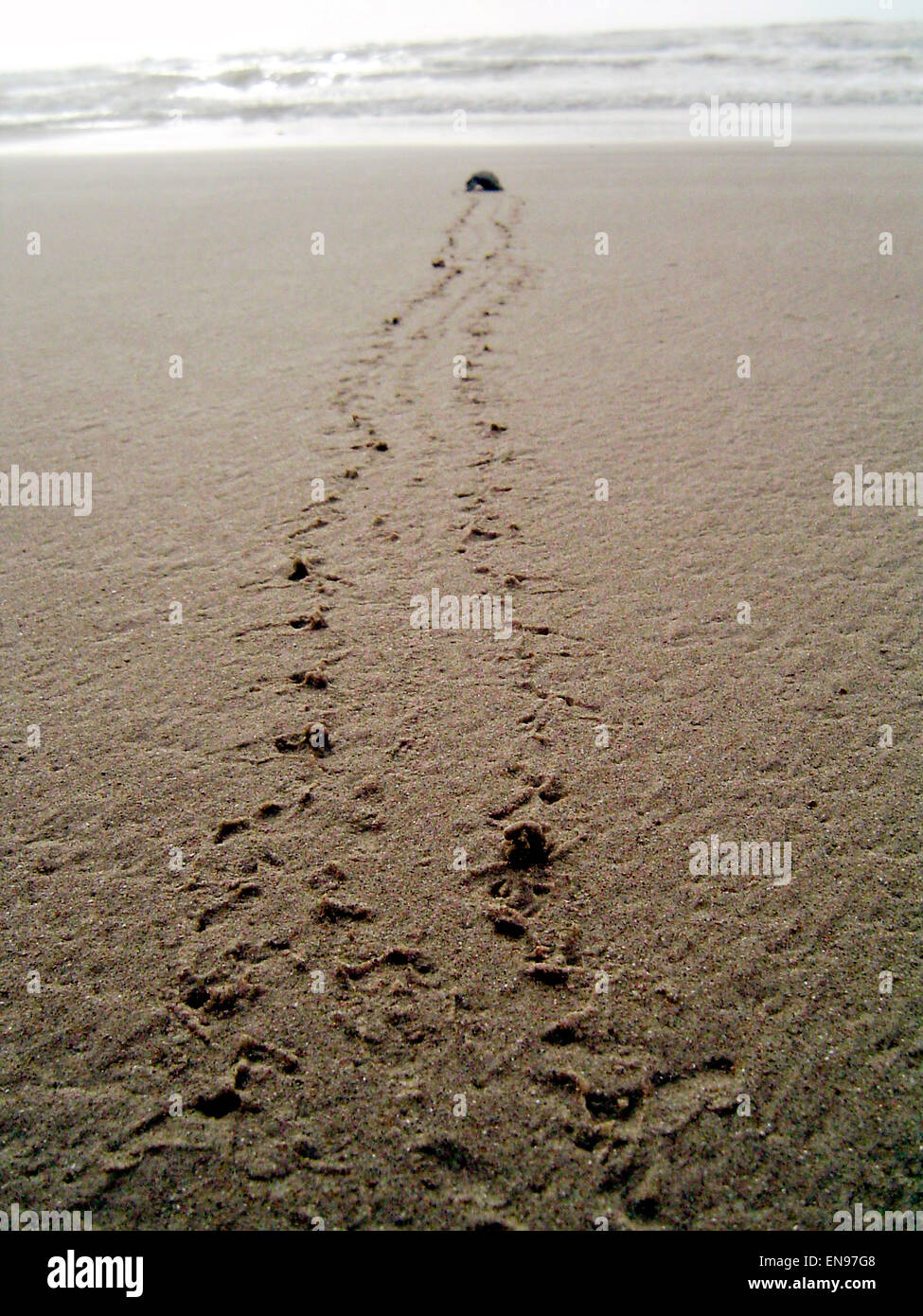A Kemp's Ridley sea turtle hatchling heads to the Gulf of Mexico on ...