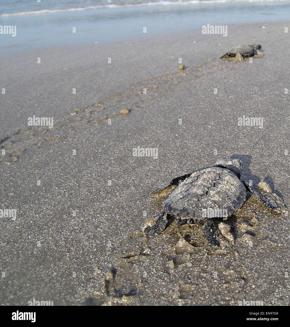 A Kemp's Ridley sea turtle hatchling heads to the Gulf of Mexico on ...