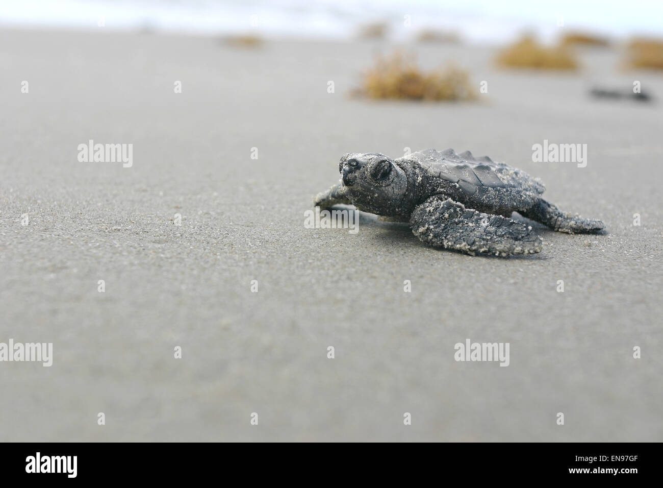 A Kemp's Ridley sea turtle hatchling heads to the Gulf of Mexico on ...